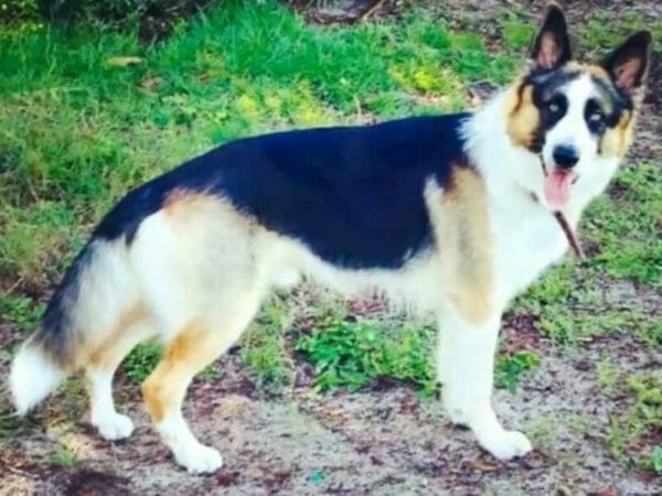 Different Colors Of German Shepherds And What They Mean - AllShepherd