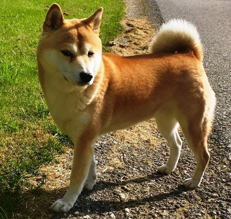 Shiba Inu German Shepherd Mix - Breed Information And Guide - AllShepherd