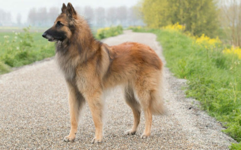The Tervuren Belgian Shepherd Guide And Everything You Need To Know ...