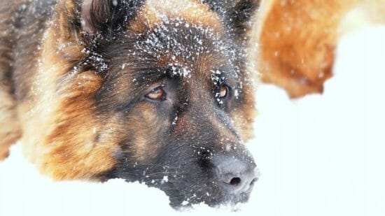Do German Shepherds Get Cold? - AllShepherd