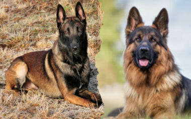 The German Shepherd Malinois Mix Breed Guide And Information - AllShepherd