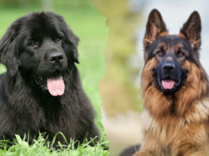 Miniature German Shepherds: Your Foolproof Buying Guide - AllShepherd