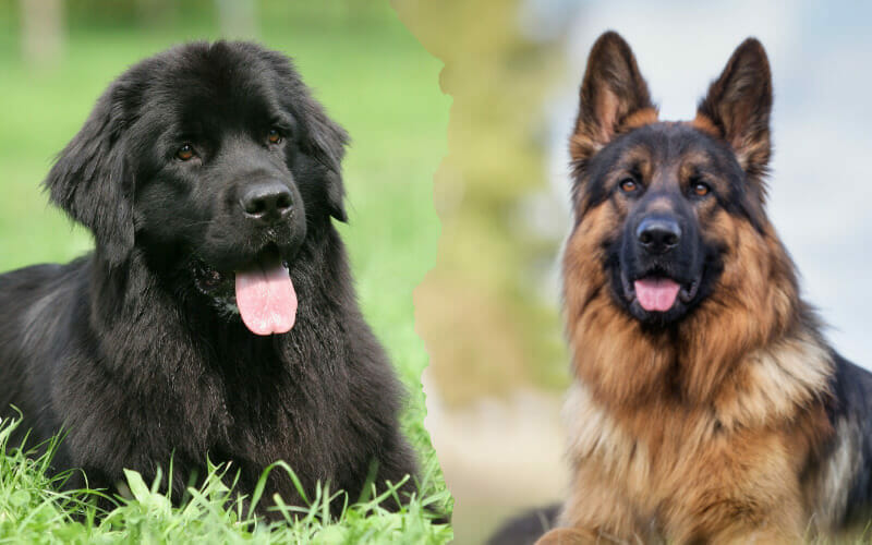 Newfoundland German Shepherd Mix - AllShepherd