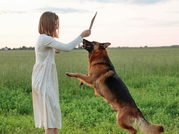 German Shepherd Aggression Control And Attack Training - AllShepherd