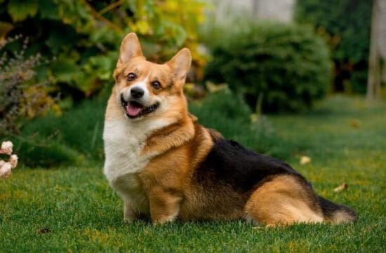 Corgi German Shepherd Mix - AllShepherd