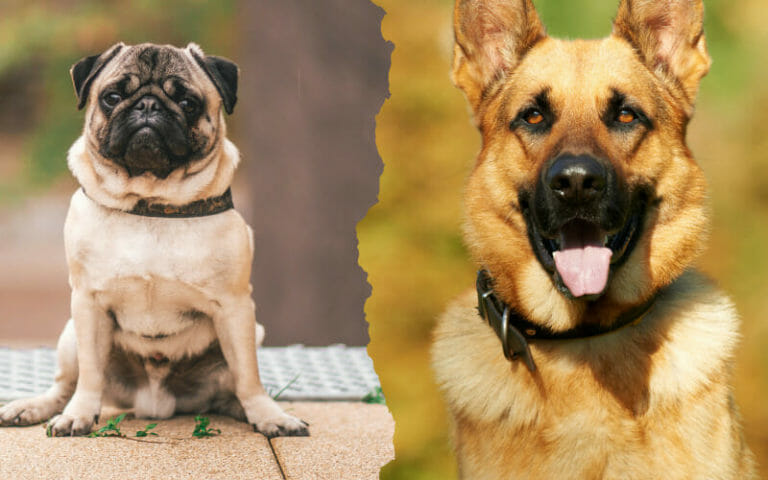 German Shepherd Yorkie Mix - A Guide For New Owners - AllShepherd