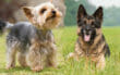 German Shepherd Yorkie Mix - A Guide For New Owners - AllShepherd