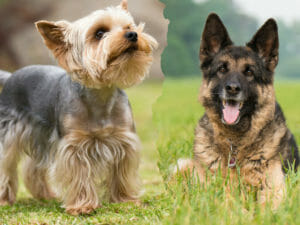 Czech German Shepherds: Weight, Height, Temperament, Price