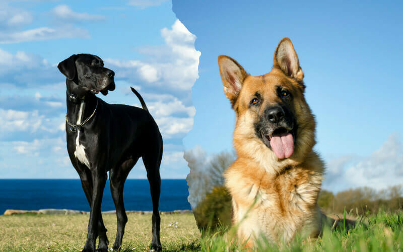The Great Dane Shepherd Mix Breed Owner's Guide And Information ...