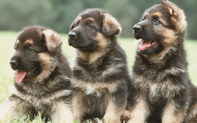 How Many Puppies Can A German Shepherd Have? - AllShepherd
