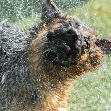 Pannus And Other German Shepherd Eye Problems - AllShepherd