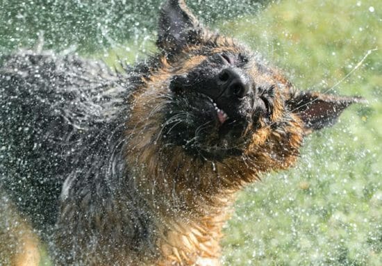How Often To Bathe A German Shepherd? - AllShepherd