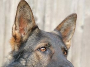 Pannus And Other German Shepherd Eye Problems - AllShepherd