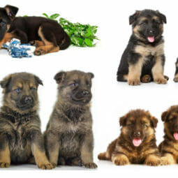 German Shepherd Mouth: Teeth And Gums - AllShepherd