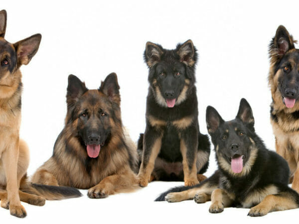 Pannus And Other German Shepherd Eye Problems - AllShepherd