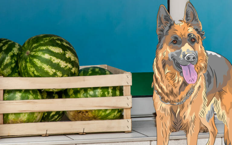 Can German Shepherds Eat Watermelon? - 5 Health Benefits - AllShepherd
