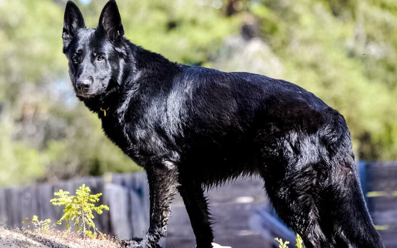 The Lycan Shepherd Breed Information And Guide - AllShepherd