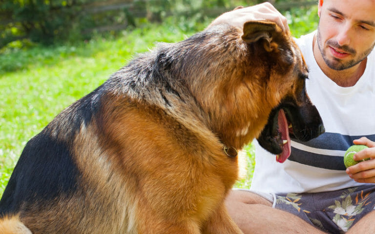 German Shepherd Body Language - How To Understand GSDs Body Language ...