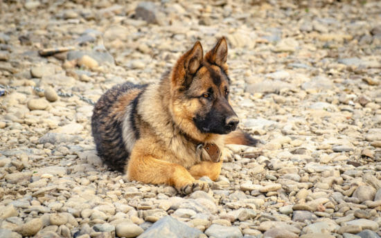 German Shepherd Body Language - How To Understand GSDs Body Language ...