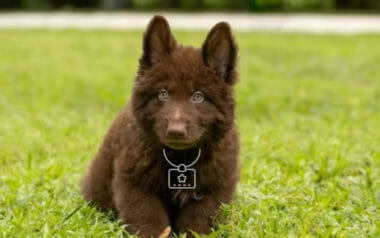 12 Amazing Things To Know About Liver German Shepherds - AllShepherd