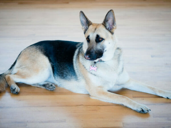 Pannus And Other German Shepherd Eye Problems - AllShepherd