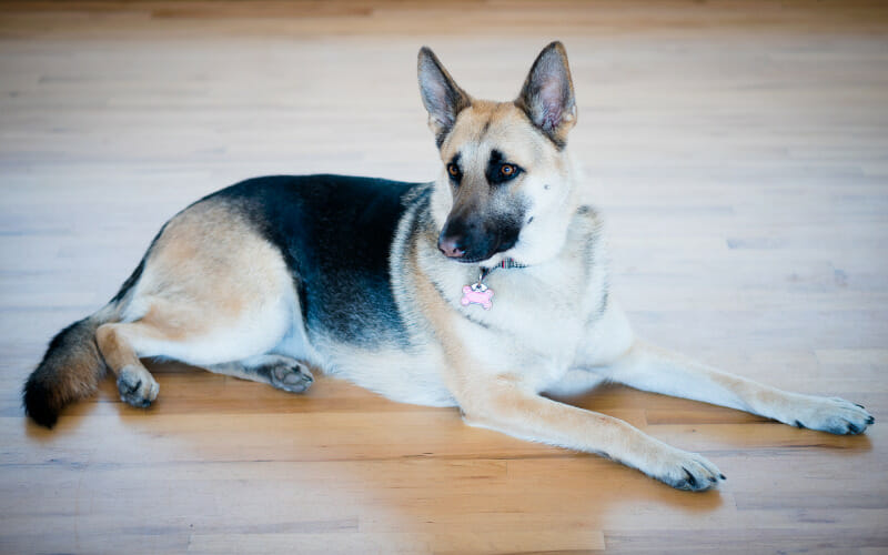 5 Tell Tale Signs A Dog Is Coming Into Season - AllShepherd