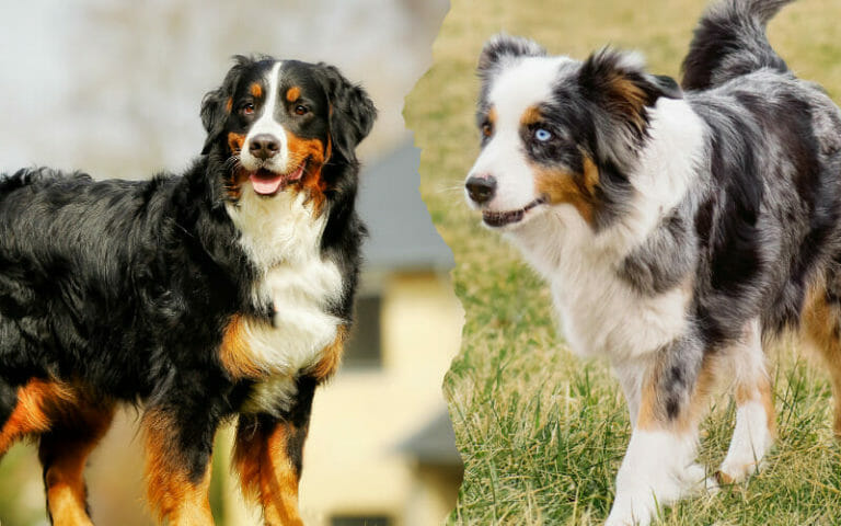 The Bernese Mountain Dog Australian Shepherd Mix Breed - AllShepherd