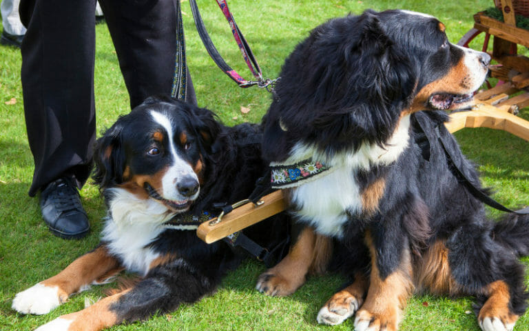 The Bernese Mountain Dog Australian Shepherd Mix Breed - AllShepherd