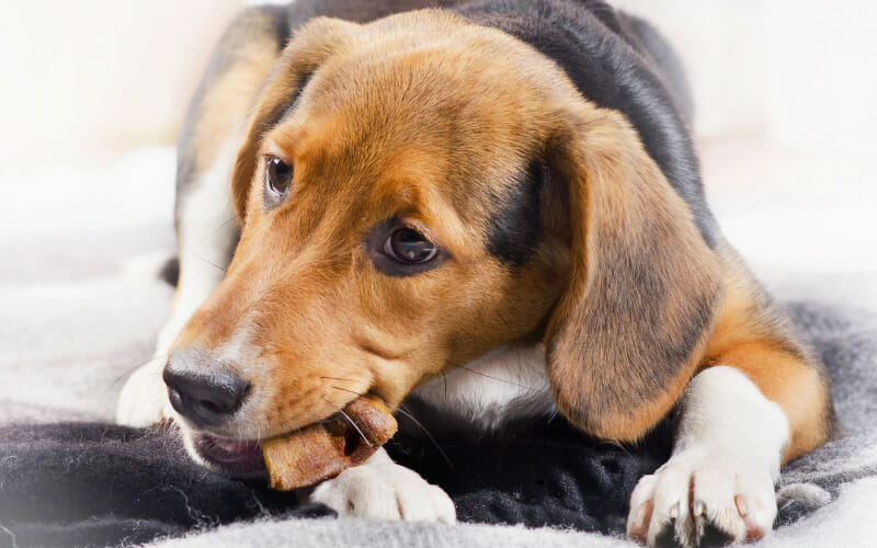 Why Does My Puppy Eat Rocks : Top 5 Reasons That You Need To Know ...