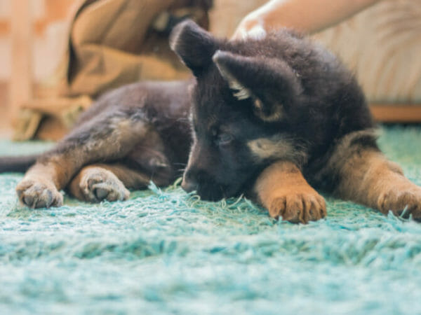 A Complete Guide On 4 Month Old German Shepherds - AllShepherd