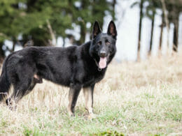 The Rarity Of The Brindle Colored German Shepherds - AllShepherd