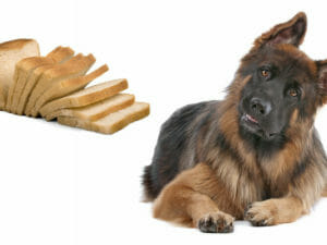 German Shepherd Mouth: Teeth And Gums - AllShepherd