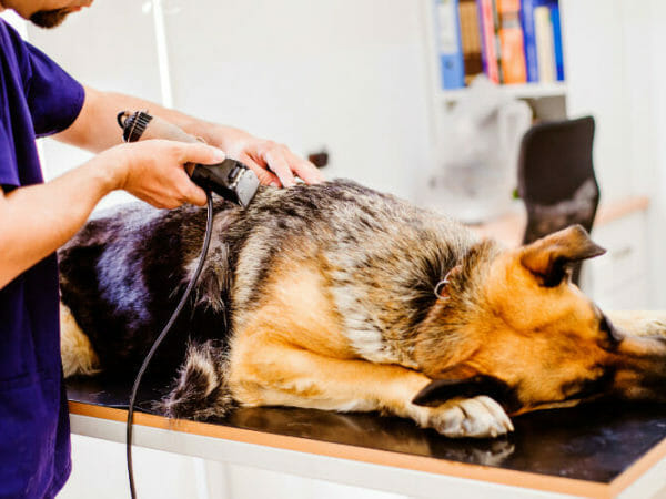 Pannus And Other German Shepherd Eye Problems - AllShepherd