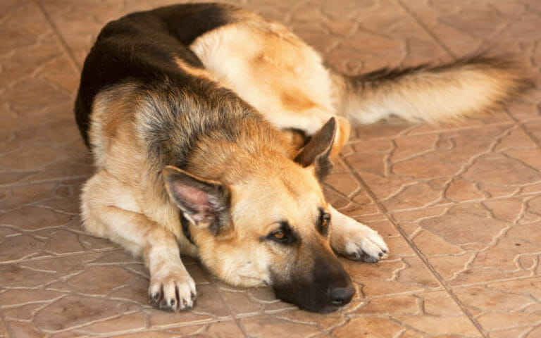 5 Tell Tale Signs A Dog Is Coming Into Season - AllShepherd