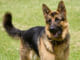 German Shepherd Temperament And Personality Guide - AllShepherd