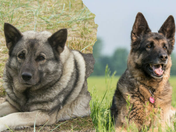 The Rarity Of The Brindle Colored German Shepherds - AllShepherd