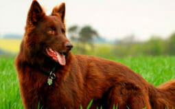 12 Amazing Things To Know About Liver German Shepherds - AllShepherd
