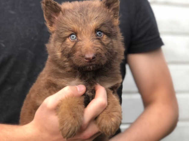 12 Amazing Things To Know About Liver German Shepherds - AllShepherd