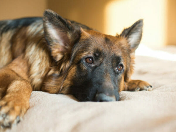 German Shepherd Body Language - How To Understand GSDs Body Language ...