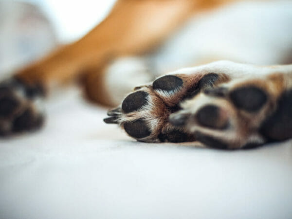 Pannus And Other German Shepherd Eye Problems - AllShepherd