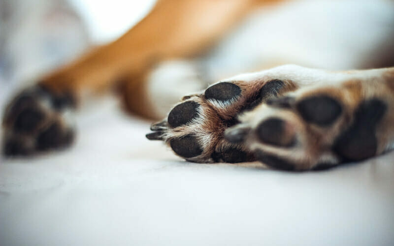 Can You Declaw A Dog? - AllShepherd