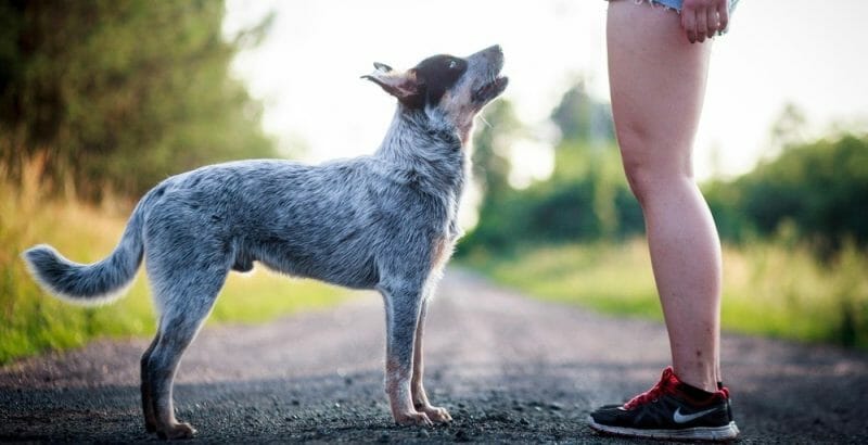 Blue Heeler Size Chart | Australian Cattle Dog Growth & Weight