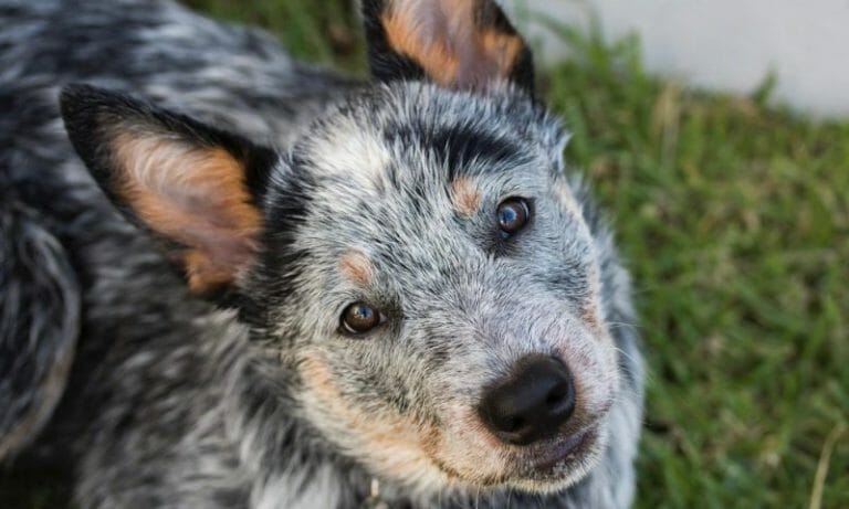 Blue Heeler Size Chart | Australian Cattle Dog Growth & Weight