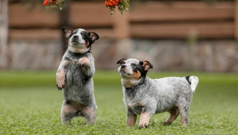 Blue Heeler Size Chart | Australian Cattle Dog Growth & Weight