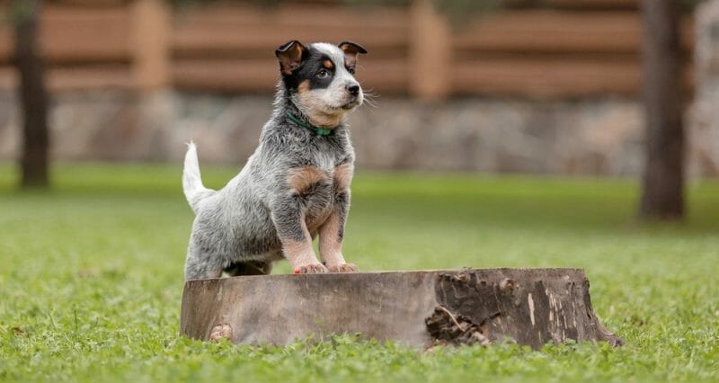 Blue Heeler Size Chart | Australian Cattle Dog Growth & Weight