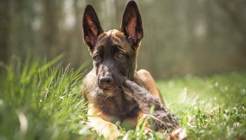 Belgian Malinois Growth Chart | Size & Weight Chart
