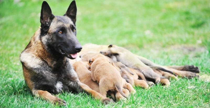 Belgian Malinois Growth Chart | Size & Weight Chart
