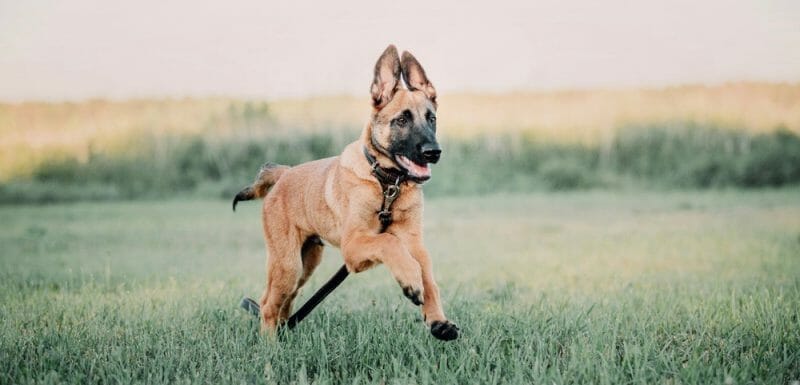 Belgian Malinois Growth Chart | Size & Weight Chart