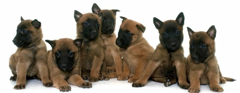 Belgian Malinois Growth Chart | Size & Weight Chart