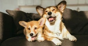 Corgi Size Chart | Corgi Growth & Weight Chart